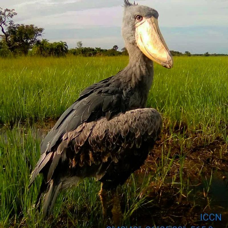 RDC: Pour la première fois, un Bec-en-sabot est découvert dans le Parc ...