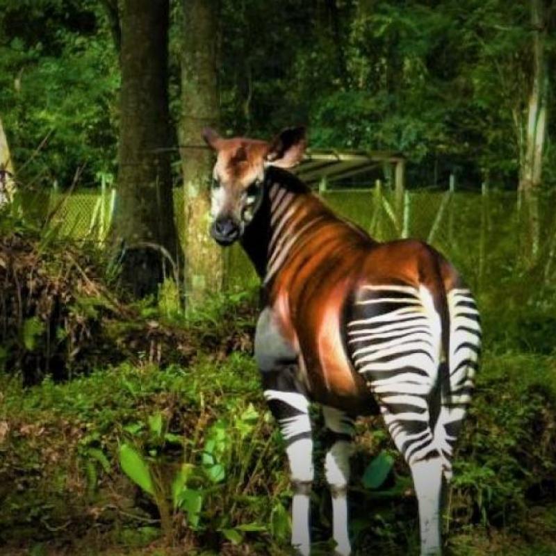 RDC: la Réserve de Faune à Okapi a perdu 482,89 hectares de ses forêts entre janvier et mai 2023 ...